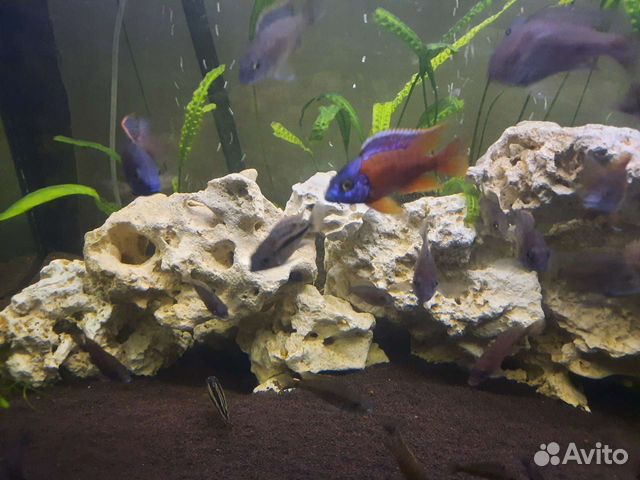 Аулонокара