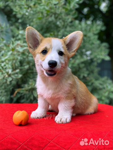 Ласковый мальчишка щенок корги