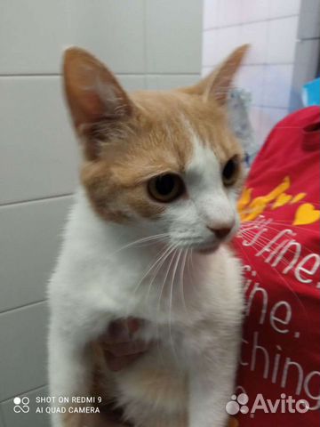 Феня.Рыженький Феникс