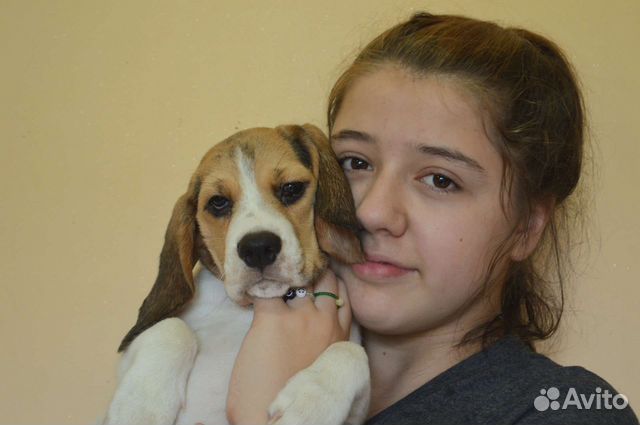 Щенки бигль с документами