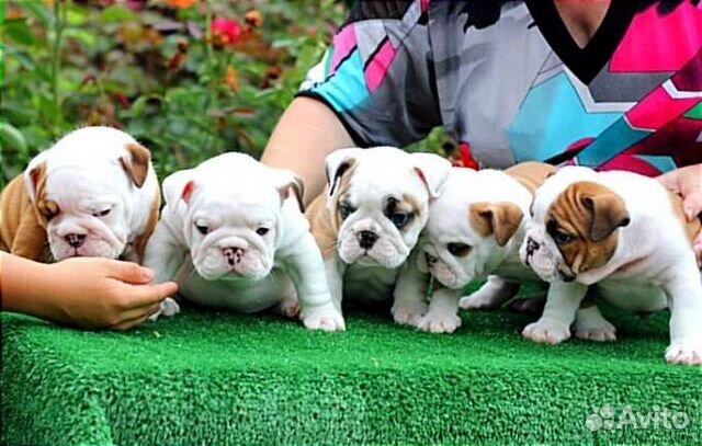 Английский бульдог