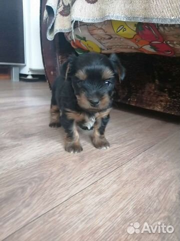 Йоркширский терьер мини щенки