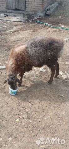 Баран курдючный