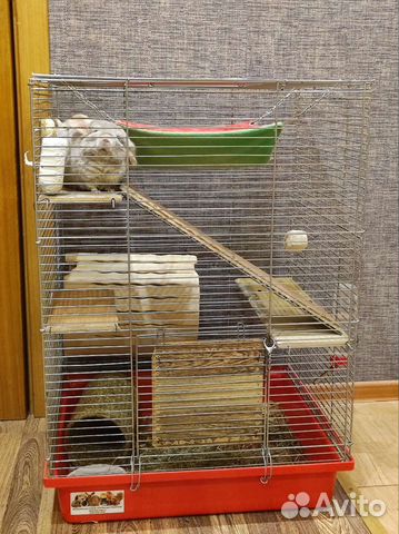 Серебристая шиншилла с клеткой