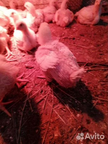 Цыплята бройлеры кобб 500 подрощенные