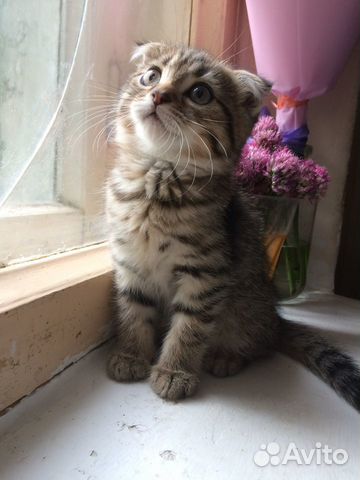 Котёнок вислоухий