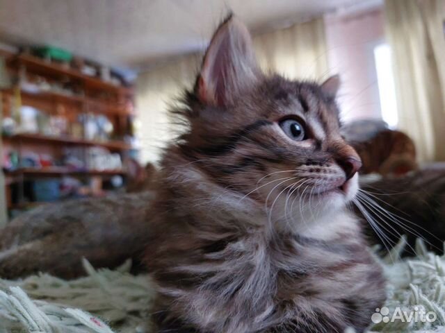 Кошки в добрые руки