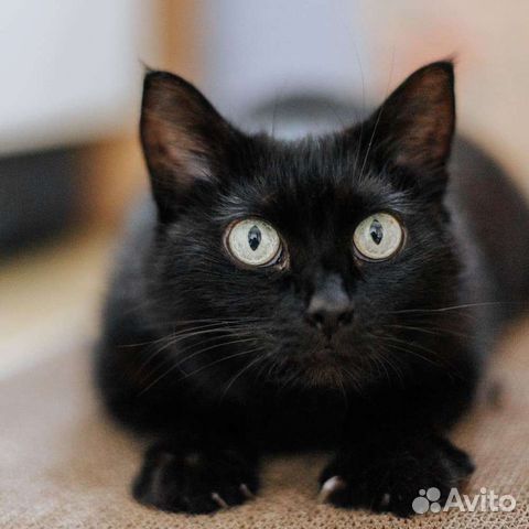 Чёрная кошка Шаня