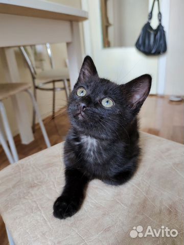 Котик ищет дом