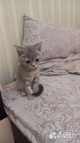 Продам кошечку