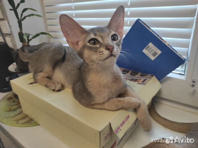 Абиссинский котенок