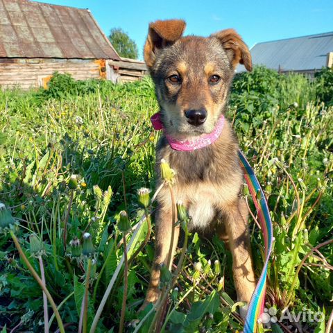 Щенок в добрые руки