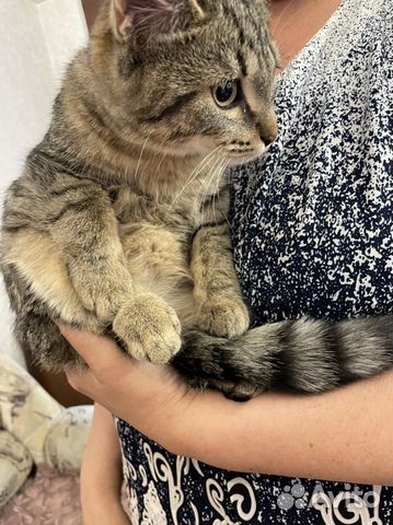 Котенок мальчик бесплатно