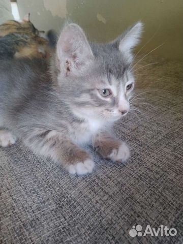 Кото-девочка ищет дом