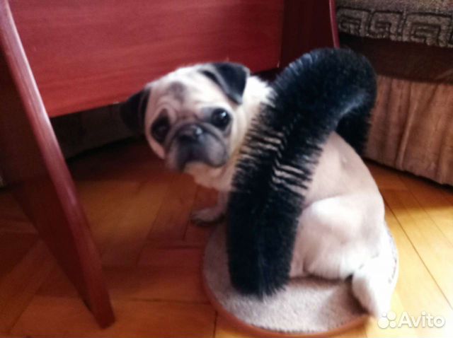 Мопс бесплатно