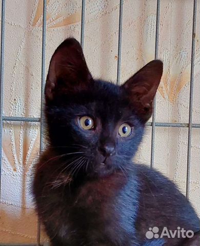 Ласковый котенок Графит