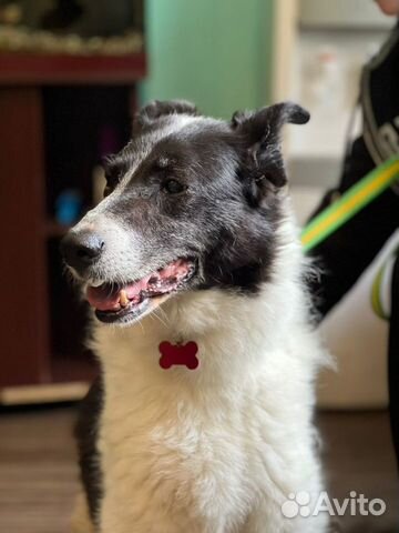 Мудрая Собака Луша ищет друга