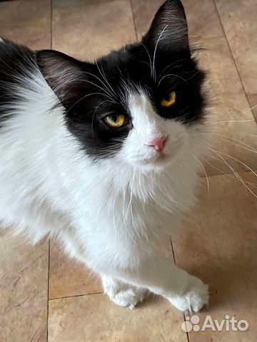 Кошка Джерри ищет дом