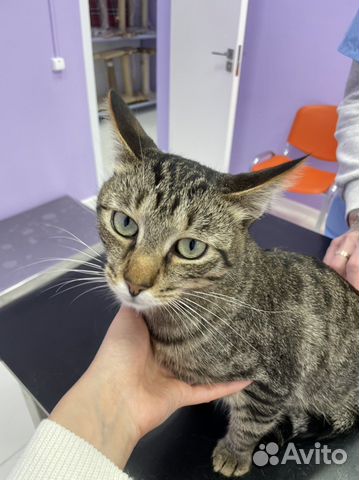 Очент ласковый мальчик ищет дом