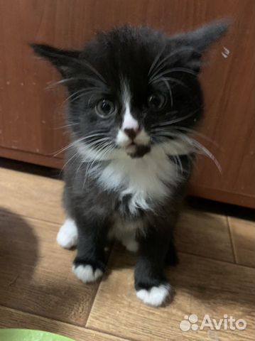 Котик в добрые руки