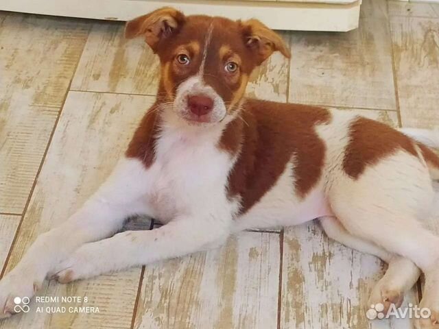 Щеночек в добрые руки