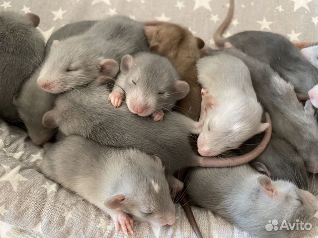Крысята.крыса дамбо Голубые