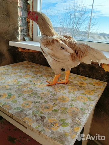 Петух корниш