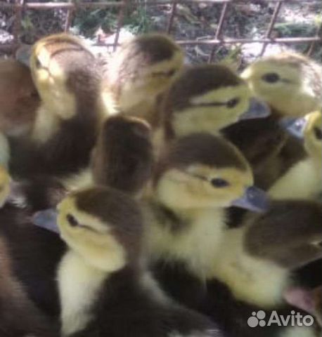 Индоутята 10 дней