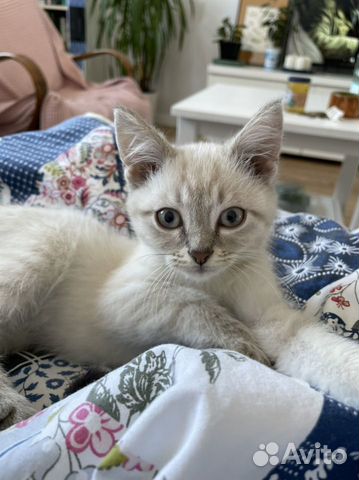 Очень милый котик ищет дом