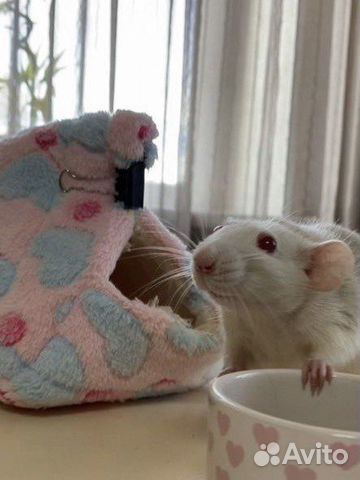 Декоративная крыса дамбо