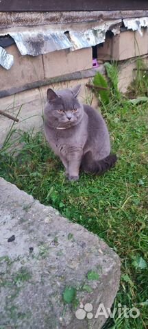 Кошка британка