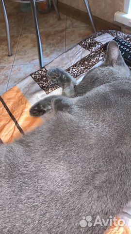 Вязка Русской голубой кошки