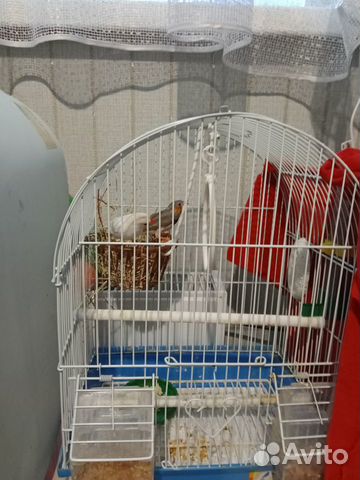 Зебровые амадины