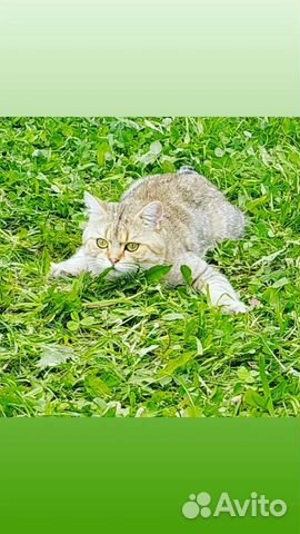 Котик на вязку