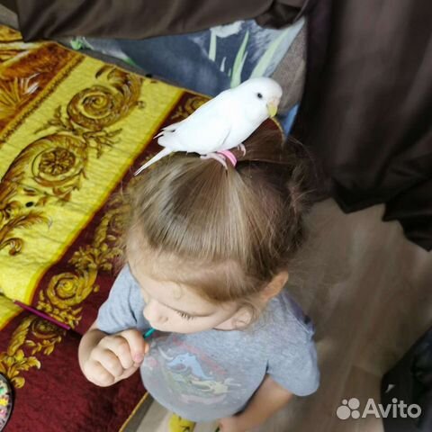 Белоснежный попугай с клеткой