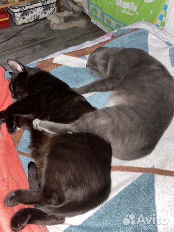 2 чудесных котика