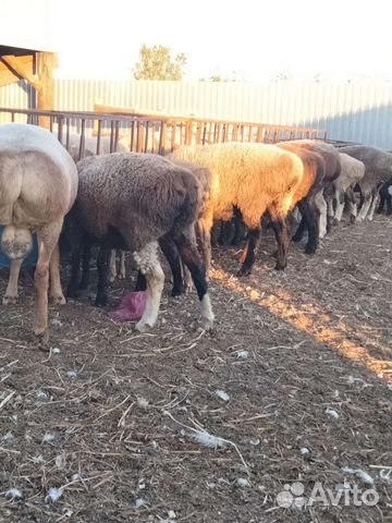 Курдючные овцы