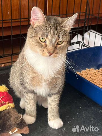 Молодая кошечка