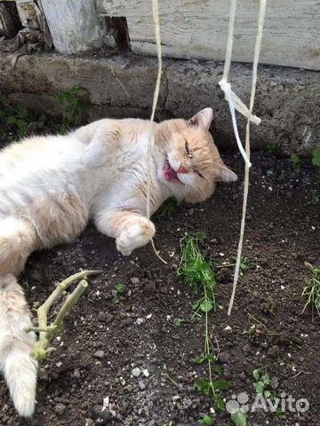 Очарователтный котик в Добрые ручки