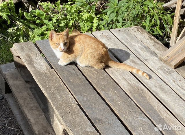 Котята рыжик 2,5-6 месяцев