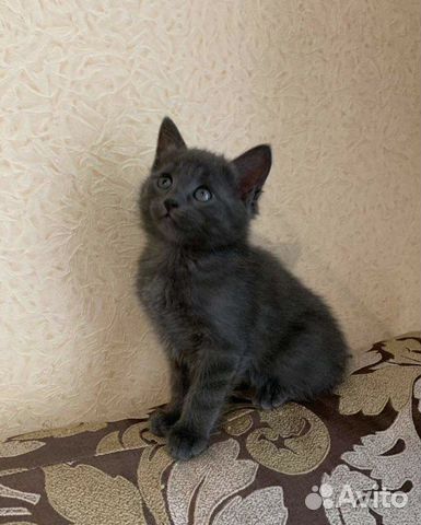 Нибелунг котенок 2,5 мес