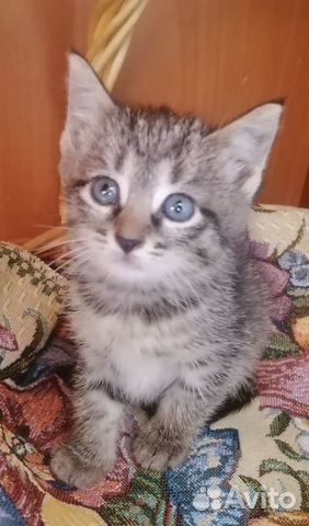 Котенок девочка Тигровая
