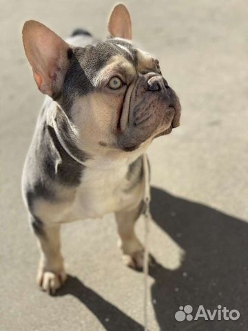 Французский бульдог вязка лилак тан платина
