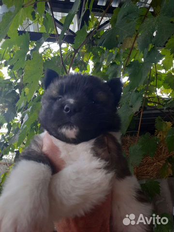 Американская акита