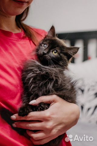 Особенный котенок ищет особенных хозяев