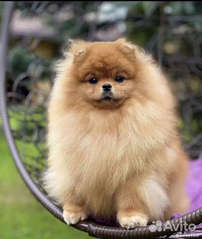 Шикарный мальчик вязка