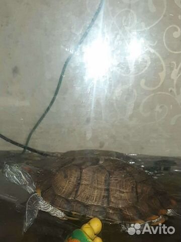 Красноухая черепаха