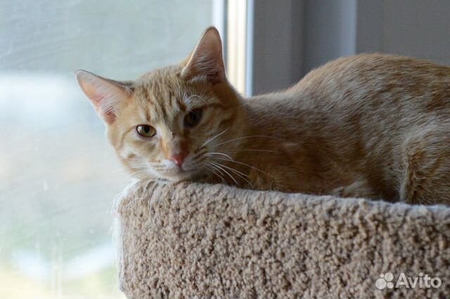 Рыжий мальчишка ищет дом