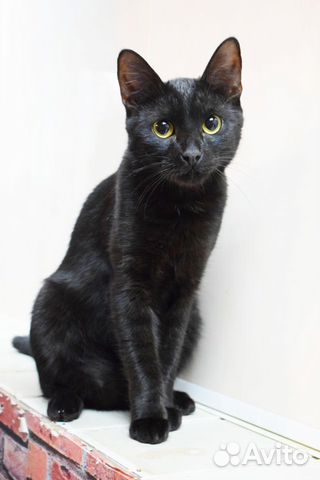 Котик Тима 1 год