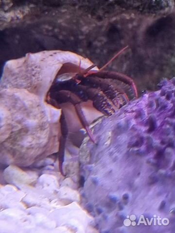 Рак отшельник